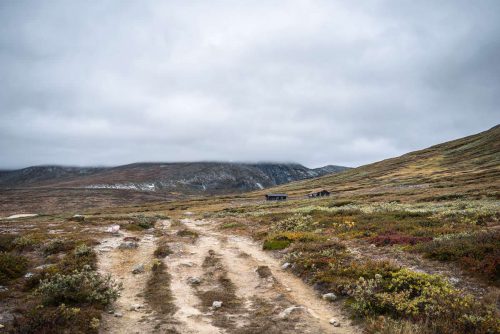 Dovrefjell in Norwegen - auf den Spuren der Moschusochsen Dovrefjell in Norwegen - auf den Spuren der Moschusochsen